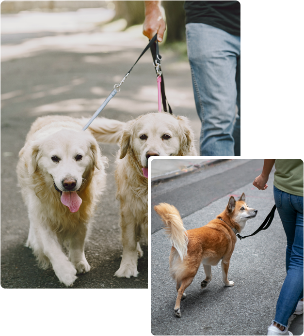 Petguard: AI Identifier & Care